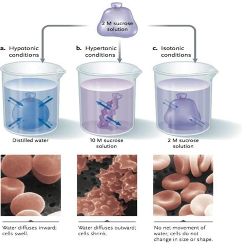 Dialysis Tubing Experiment Lab Report Example Essays Io