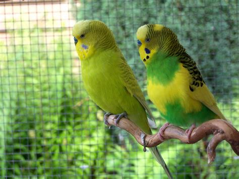 Banco De Imagens Pássaro Animais Selvagens Verde Bico Amarelo