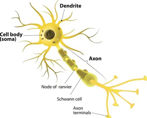 Dendrite Labeled