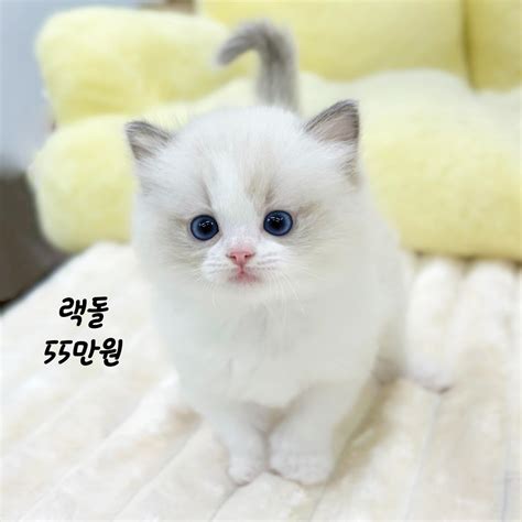 고양이분양 고양이입양 고양이분양전문 고양이 서울고양이분양 전국고양이분양 먼치킨분양 브리티쉬숏헤어분양 랙돌분양 골드 브리티쉬숏헤어 60만원 분양중입니다 추가금 없어요