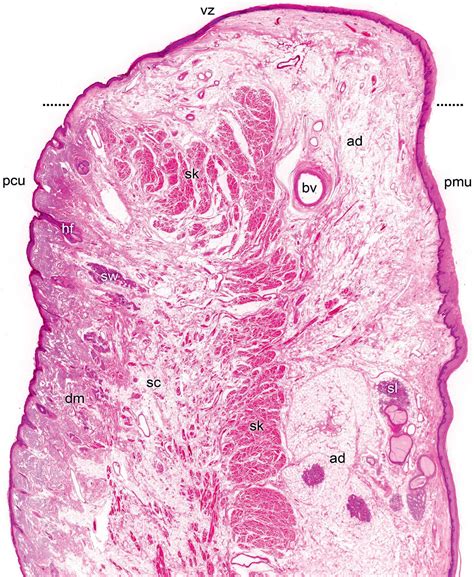 Digestive System I Upper Alimentary Tract Clinical Tree