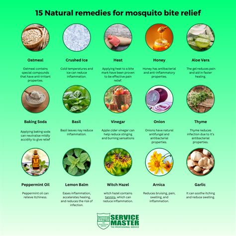 15 Natural Remedies For Mosquito Bite Relief Service Master