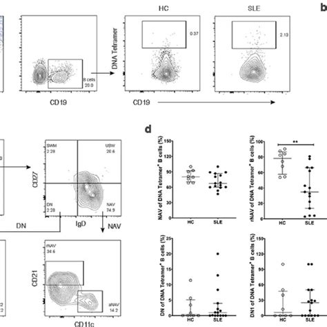 Identification And Characterization Of Tetramer Binding B Cells A Download Scientific Diagram