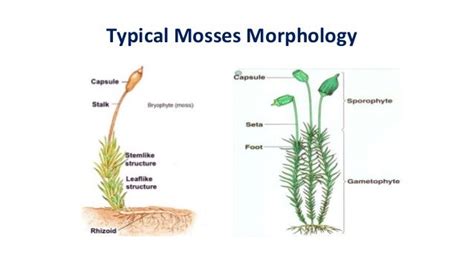 Phylum Bryophyta Mosses