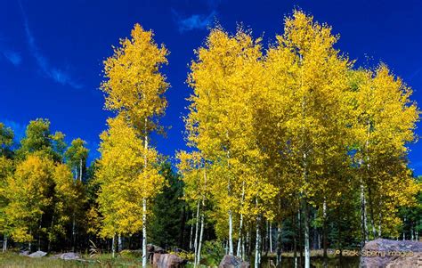 The Aspens In Flagstaff Are At Peak Color Dont Miss