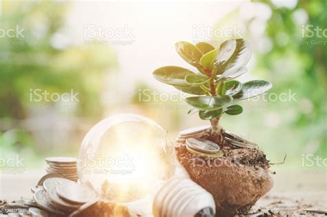 동전 더미에서 자라는 어린 식물이있는 나무에 전구 에너지 절약과 돈 개념 저축 또는 투자를위한 아이디어 전구와 동전이 책상에 쌓여 전력 에너지를 절약하고 비용을 절약합니다