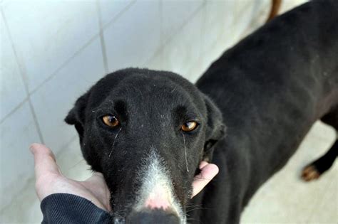 Mis Galgas Yo Y The Ruby Slippers Enero