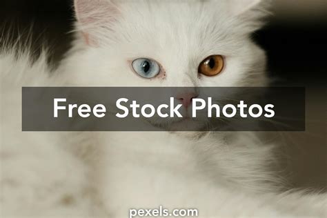 Gumpy Cat Memes Photos Download The Best Free Gumpy Cat Memes Stock