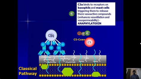 Classical Pathway Of Complement System Youtube