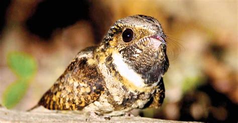 Why Are There No Birds That Hibernate Learn The Truth The Worlds