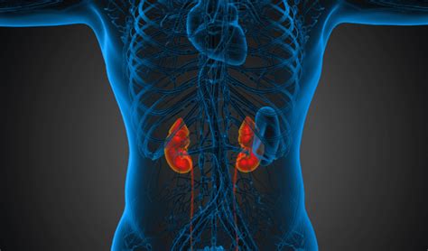 Leukocyter I Urinen Orsaker Symtom Och När Du Bör Agera