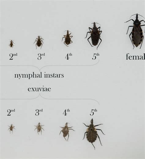 Countries Accused Of Neglecting Assassin Bug Disease Because It Hits