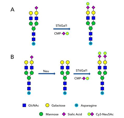 Fluorescent Glycan Labeling And Detection