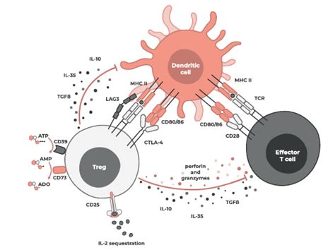 Treg Function And Treg Suppression Roukenbio
