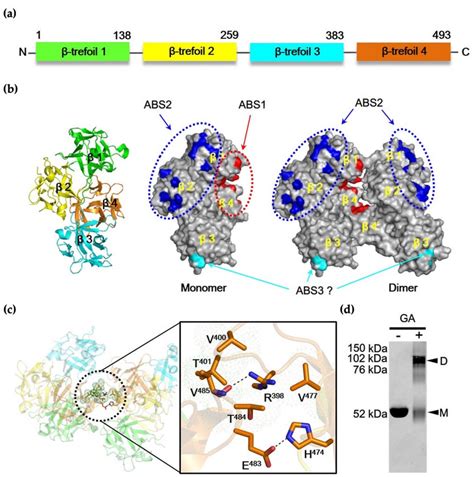 Two Major Actin Binding Sites Of Fascin A Schematic Diagram Of Human
