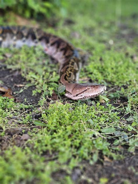 My 16ft Reticulated Python Rsnakes My 16ft Reticulated Python Rsnakes