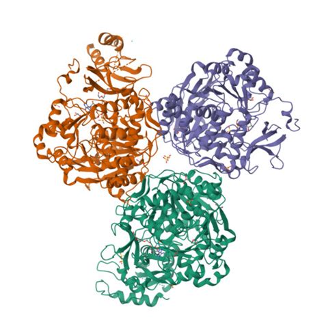 Rcsb Pdb 8w0j Crystal Structure Of Acetyl Coa Synthetase 2 From Candida Albicans In Complex