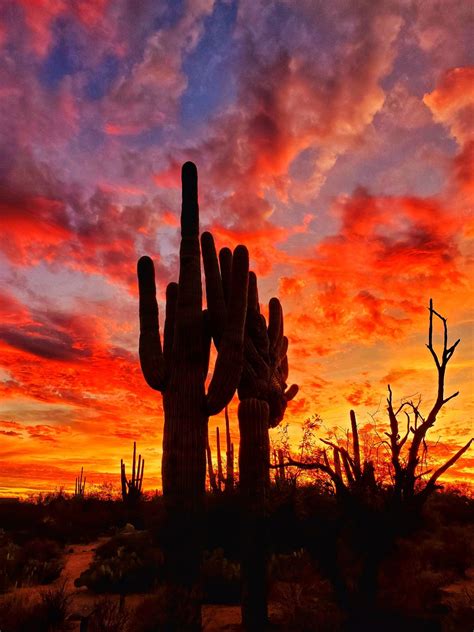 Beautiful Desert Sunset