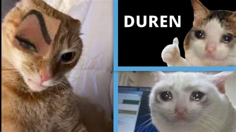 Memes De Gatitos Para Todo Tipo De Situaciones De La Vida Real