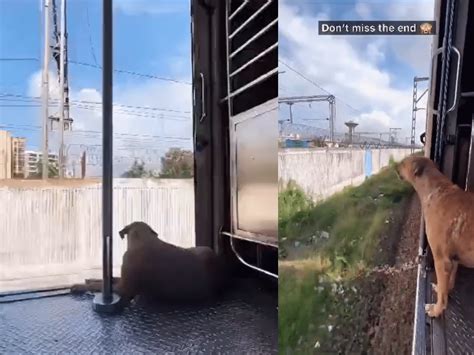 Stray dog travelling on Mumbai local train knows his ‘manzil’ – Watch viral video | Viral Videos ...