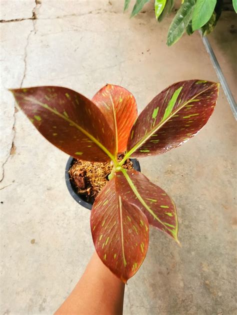 Musa Siam Ruby กล้วยแดงอินโด 🌿🌿🌿🌿🌿🌿 Musasiamruby กล้วยแดงอินโด