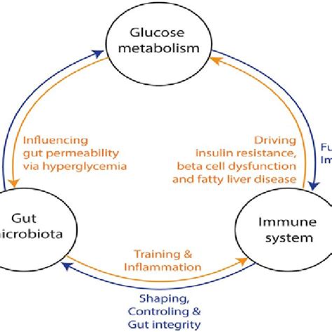 Three Way Interaction Between The Gut Microbiota Glucose Metabolism