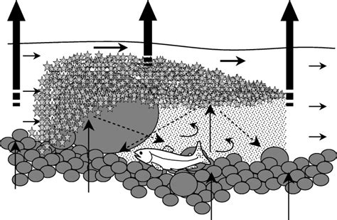 Schematic Drawing Of Microhabitat Use By Atlantic Salmon Parr In Riffle