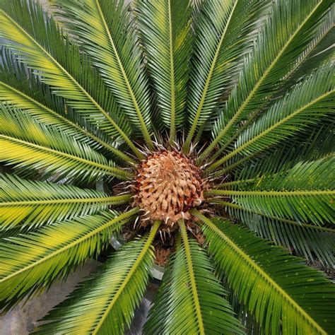 Cycad Tree Ornamental Plant Stock Image Image Of Plant Cycad 259334917