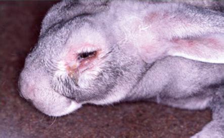 Infectious Myxomatosis Of Rabbits Bioguardlabs