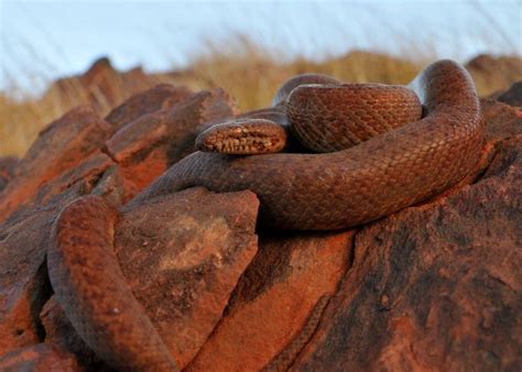 Pygmy Python Antaresia Perthensis