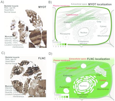 Tissue And Subcellular Localization Of Myotilin Myot And Fylamin C