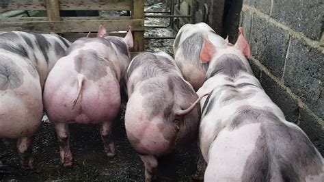 Pietrain