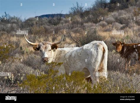 Big Texas Longhorn Ranch