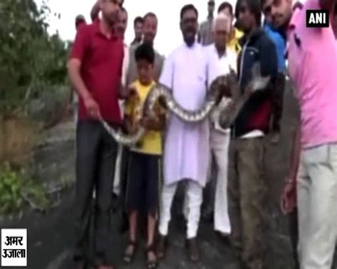 Selfie With A Python Think Again Amar Ujala Hindi News Live