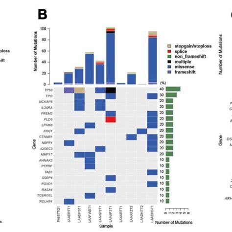 Top 10 Most Frequently Mutated Genes In Groups A C Of Hcc Patients With Download Scientific