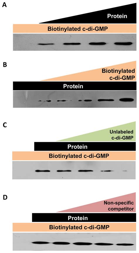Schematic Overview Of Pulldown Assays A Pulldown Using Biotinylated Download Scientific