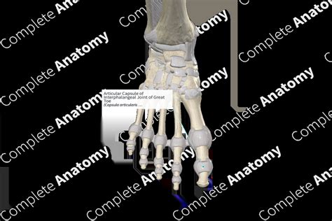 Articular Capsule Of Interphalangeal Joint Of Great Toe Complete Anatomy