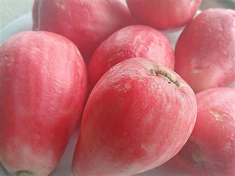 6 Awesome Health Benefits Of Java Apple