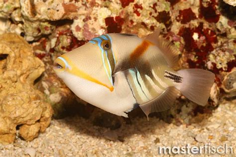 Picasso Triggerfish Rhinecanthus Aculeatus Masterfisch
