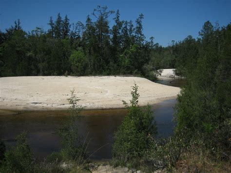 Florida Trail, Blackwater (Juniper Creek Trail) – Florida Hikes