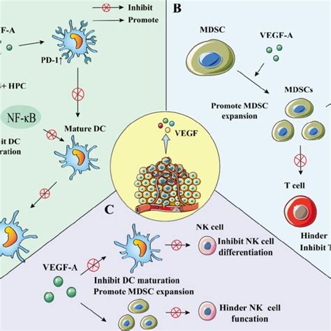 The Effect Of Vegf On Ctl Treg And Tam A Vegf A Enhances The Download Scientific Diagram