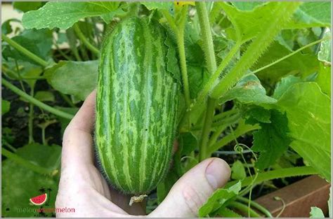 Shocking Revelation Cucumber Or Melon Find Out The Surprising Truth [updated October 2025 ]