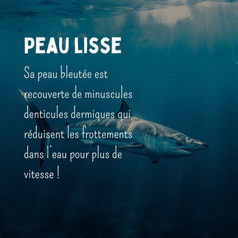 Tout Savoir Sur Le Requin Mako Fiche Découverte Du Super Prédateur Des