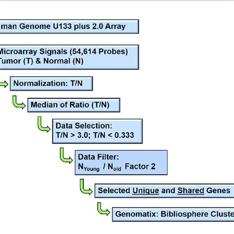 Schematic Diagram Microarray Data Analysis Workflow The