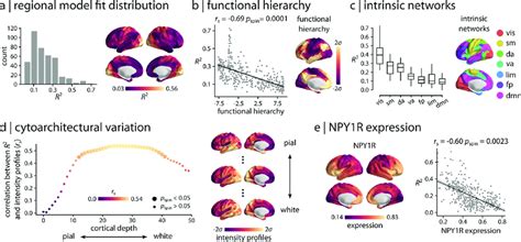 regional model fit a spatial organization of fmri meg correspondence