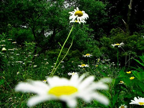 Lazy Daisy By Romulan42 On DeviantArt Lazy Daisy By Romulan42 On DeviantArt