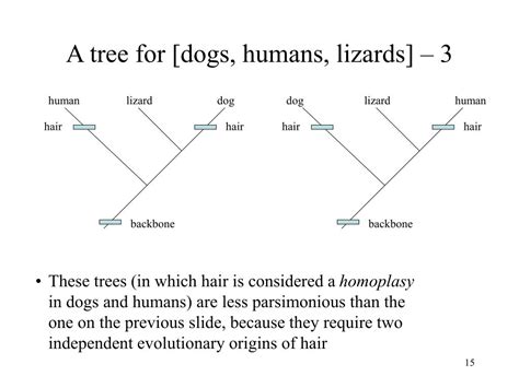 Ppt Phylogeny Reconstructing Evolutionary Trees Powerpoint