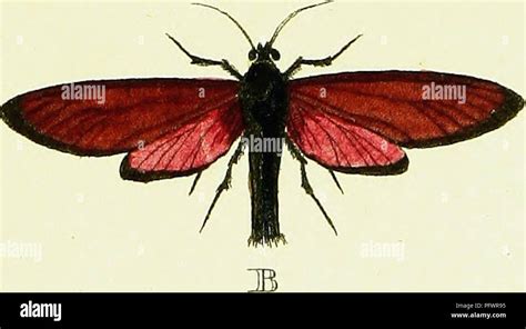 This Illustrated Work By Pieter Cramer And Caspar Stoll Details Exotic