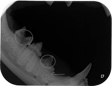 Feline Dental X Rays At Marilyn Coulter Blog