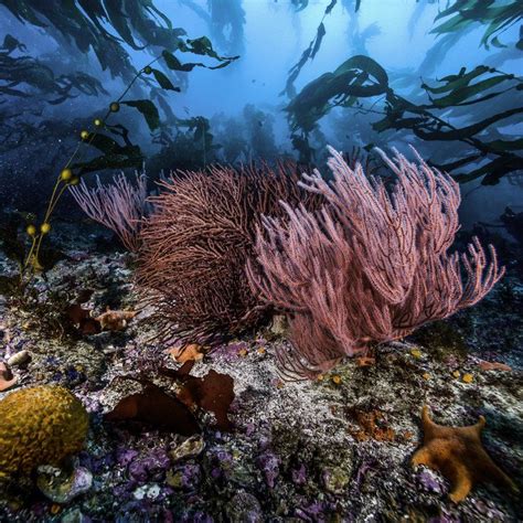 15 Underwater Photos From Thailand Artofit